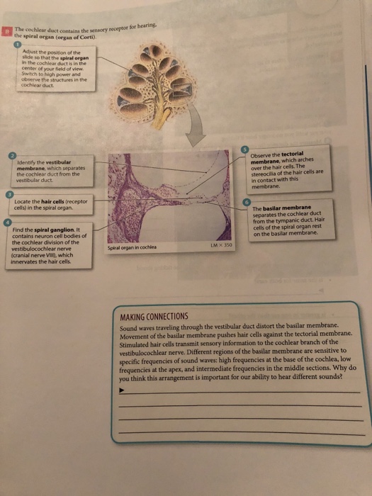 Solved The cochlear duct contains the sensory the spiral | Chegg.com