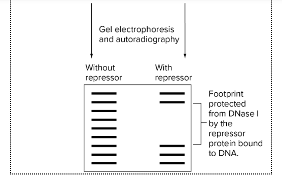 Solved 4. The footprinting experiment described in Fig. | Chegg.com