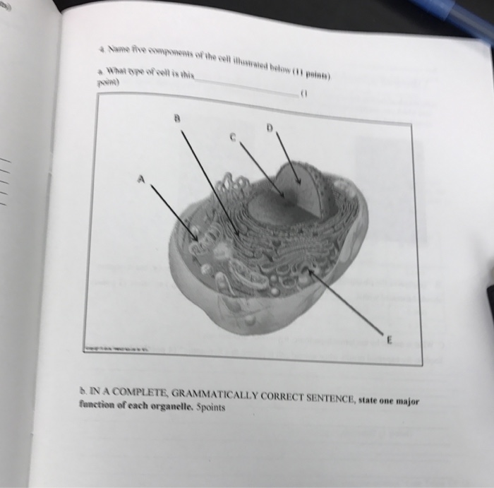 Solved What type of cell is this ___ b.In A COMPLFTE, | Chegg.com