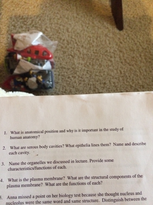 Solved What Is Anatomical Position And Why Is It Important Chegg