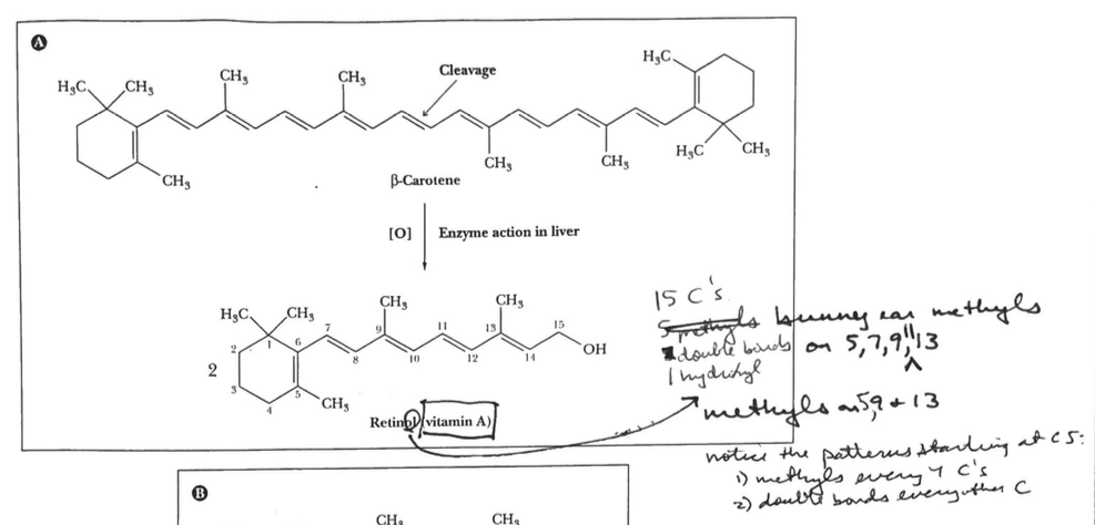 Solved propose and draw a mechanism for the retinol | Chegg.com