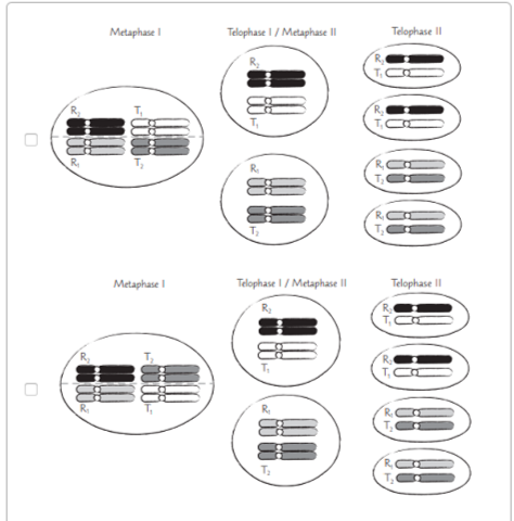 Solved Diagram these pairs of homologs at the end of | Chegg.com