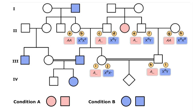 Solved Female III-4 is pregnant via male III-5. The owner of | Chegg.com