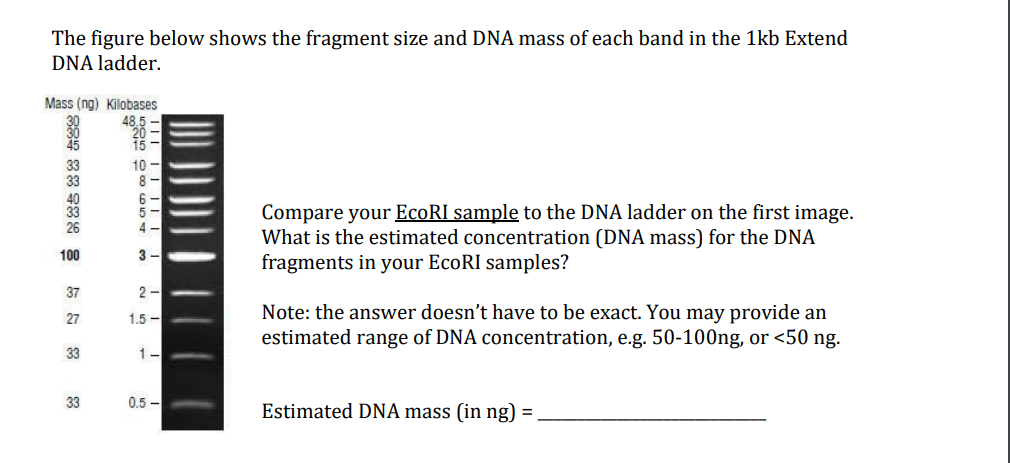 Solved 2. Below is a gel image you obtained from your | Chegg.com