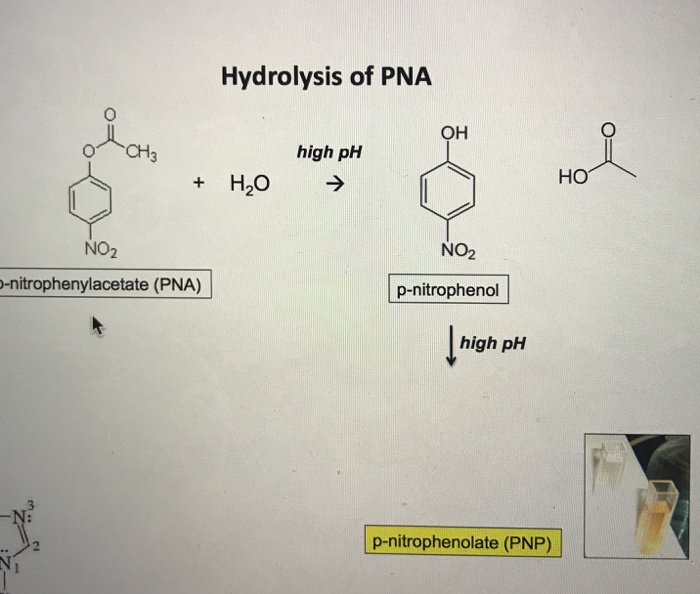 Solved Hydrolysis of PNA OH high pH +H2O HO NO2 NO2 | Chegg.com