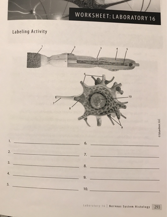 Solved WORKSHEET: LABORATORY 16 Labeling Activity 10 6. 2. | Chegg.com