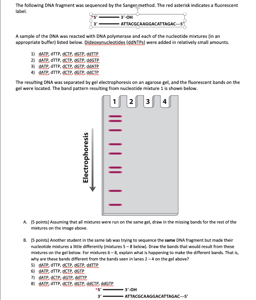The following DNA fragment was sequenced by the | Chegg.com