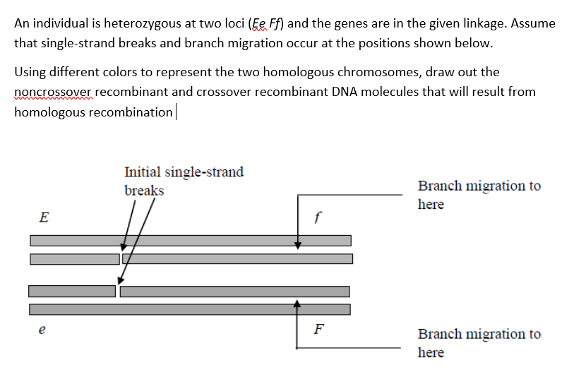 Solved An individual is heterozygous at two loci (Ee Ff) and | Chegg.com