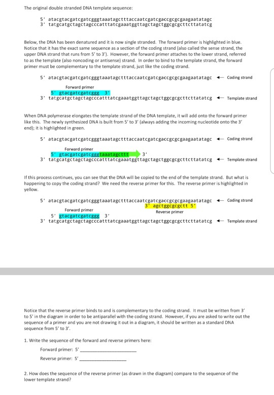 Solved The original double stranded DNA template sequence: | Chegg.com