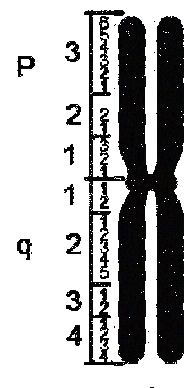 Solved ] The chromosome above shows the conventional | Chegg.com