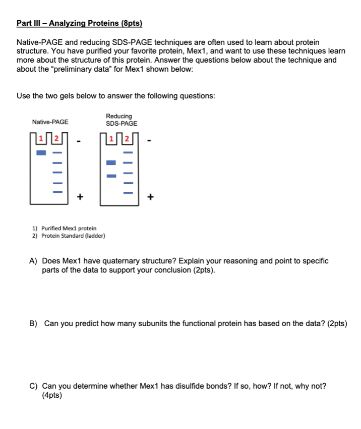 Solved Part III - Analyzing Proteins (8pts) Native-PAGE and | Chegg.com