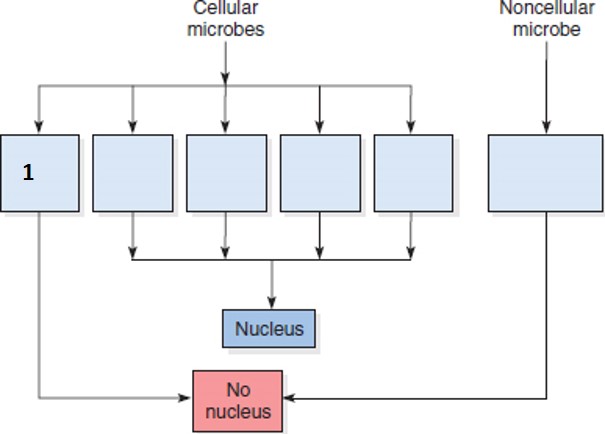 Solved Which of the following organisms best represent Box 1 | Chegg.com