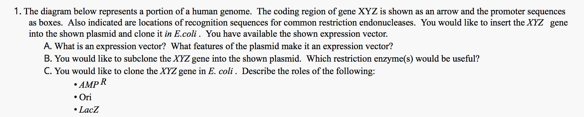 Solved 1. The diagram below represents a portion of a human | Chegg.com
