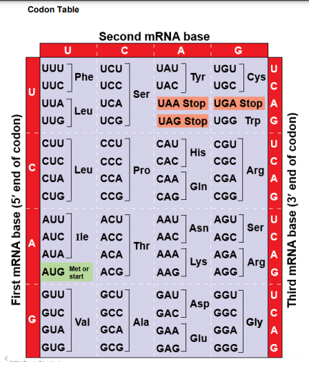 Solved Please fill up the tables. Follow the Codon table. | Chegg.com