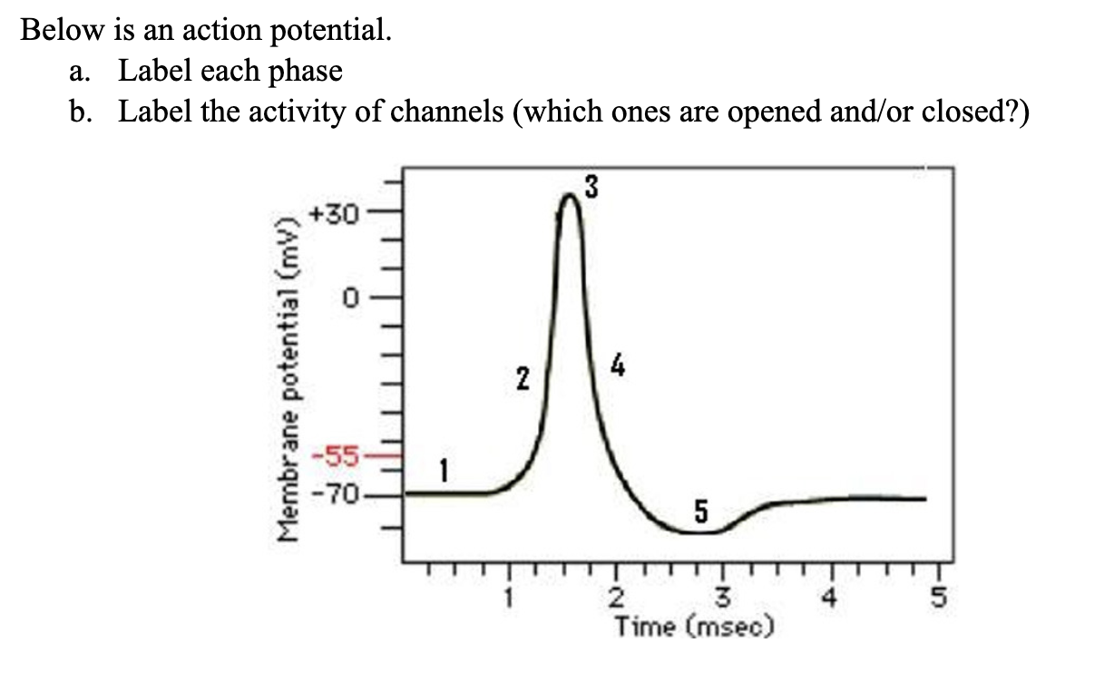 Solved Below is an action potential. a. Label each phase b. | Chegg.com