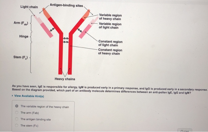 Solved Antigen-binding sites Light chain Variable region of | Chegg.com