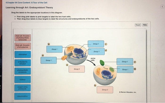 Solved e (Chapter 04 Core Content: A Tour of the Cel | Chegg.com