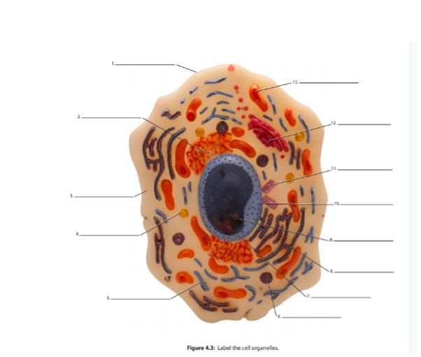 Solved Figure 4.3: Label the cell organelles. | Chegg.com