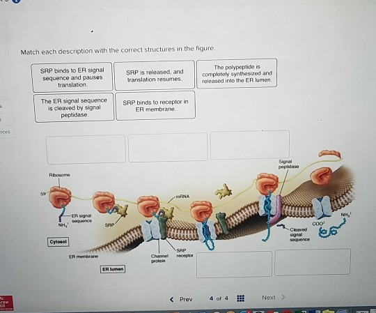 Solved Match each description with the correct structures in | Chegg.com