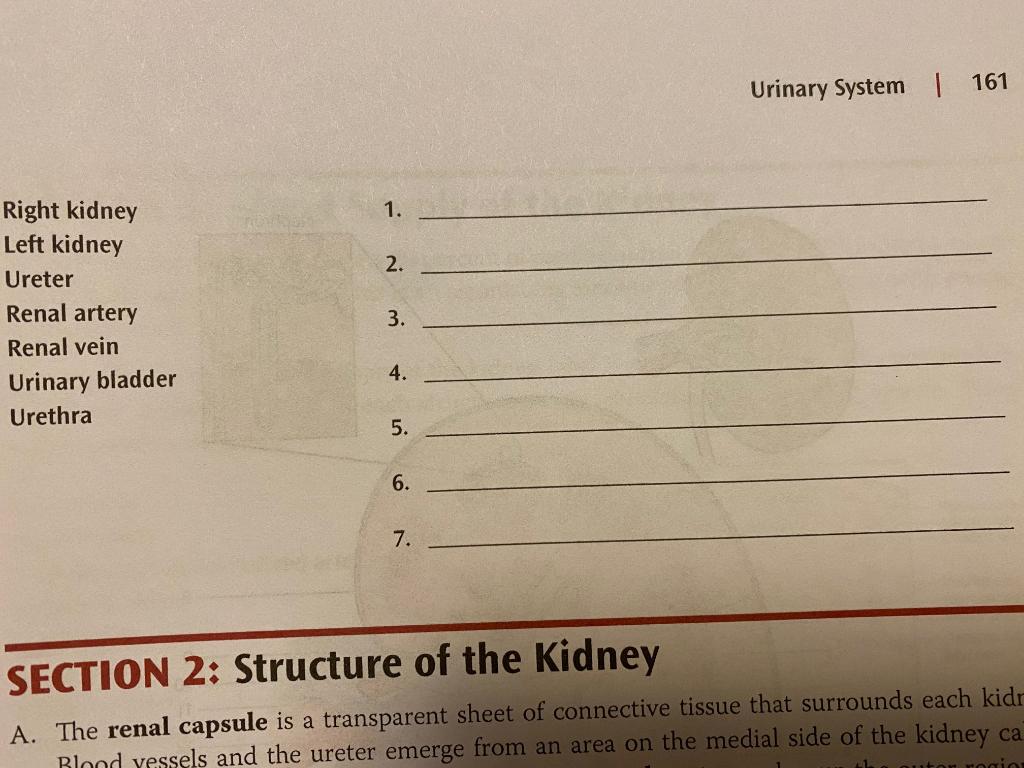 Solved SECTION 1: Overview of the Urinary System A. To help | Chegg.com