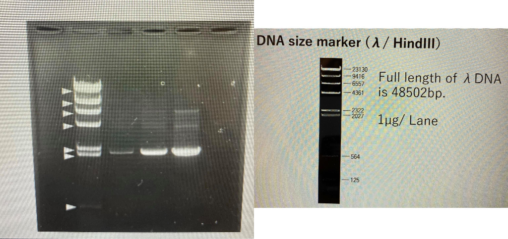 Solved What is the size of DNA fragments you amplified by | Chegg.com
