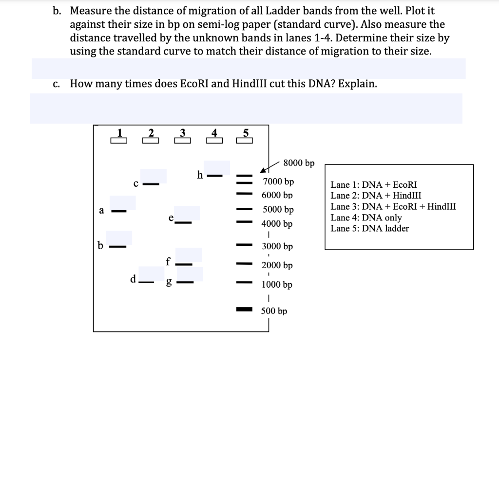 b. Measure the distance of migration of all Ladder | Chegg.com
