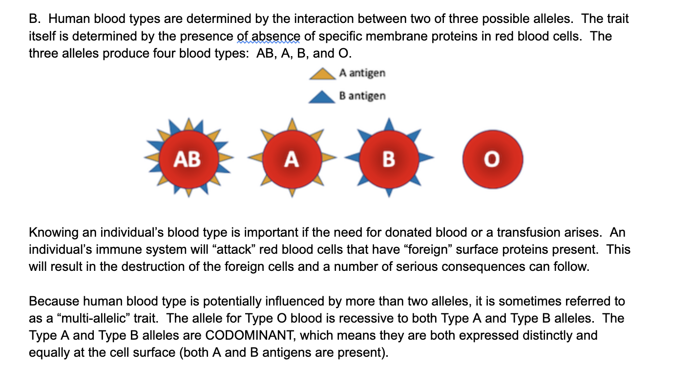 Solved B. Human blood types are determined by the | Chegg.com