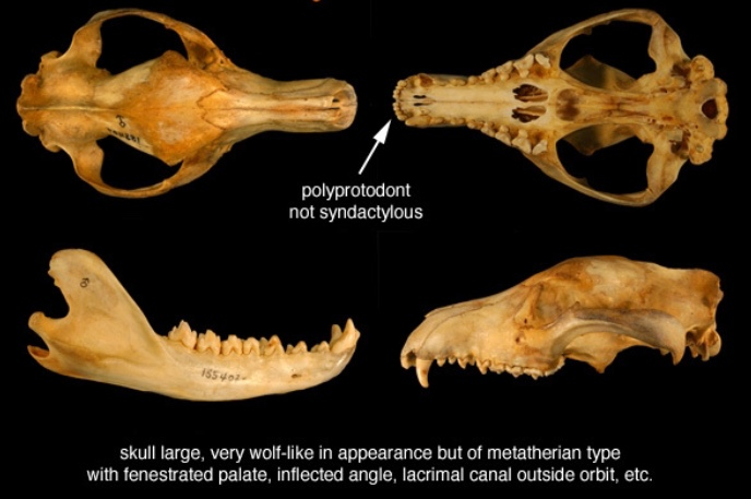 Family Thylacinidae: Tasmanian wolf Dasyuromorphia | Chegg.com