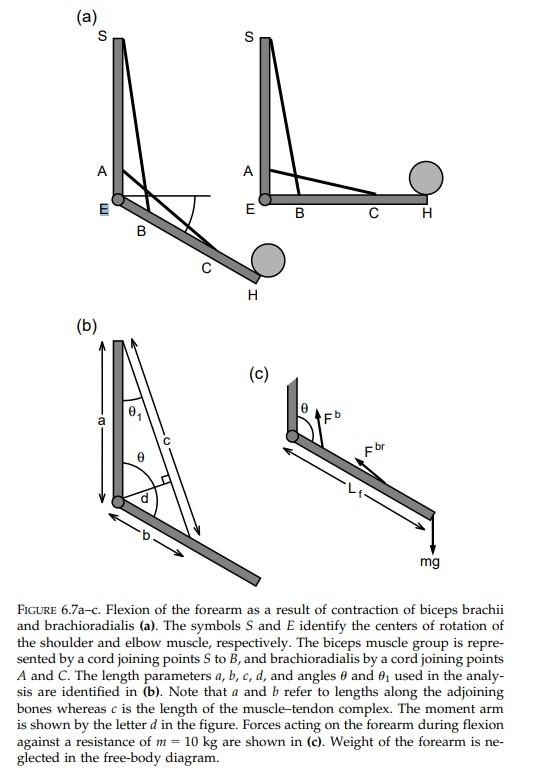 Solved Solve Example 6.7 for a flexion angle of 60 degrees. | Chegg.com