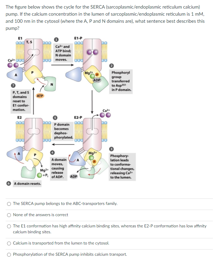 Solved The figure below shows the cycle for the SERCA | Chegg.com