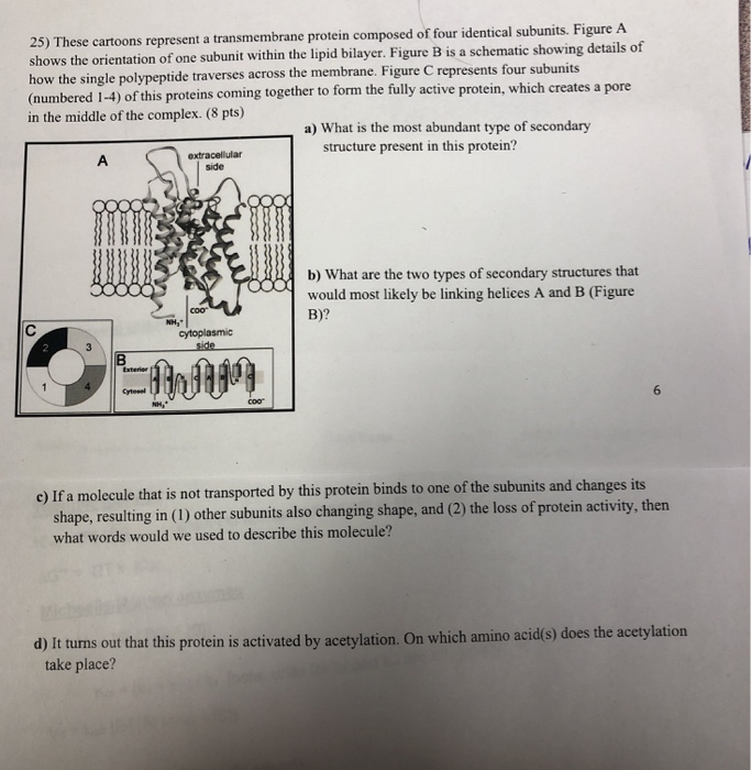 Solved 25) These cartoons represent a transmembrane protein | Chegg.com