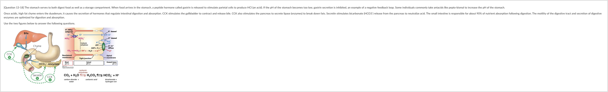 Solved CSsThe amount of secretin released by the duodenum at | Chegg.com