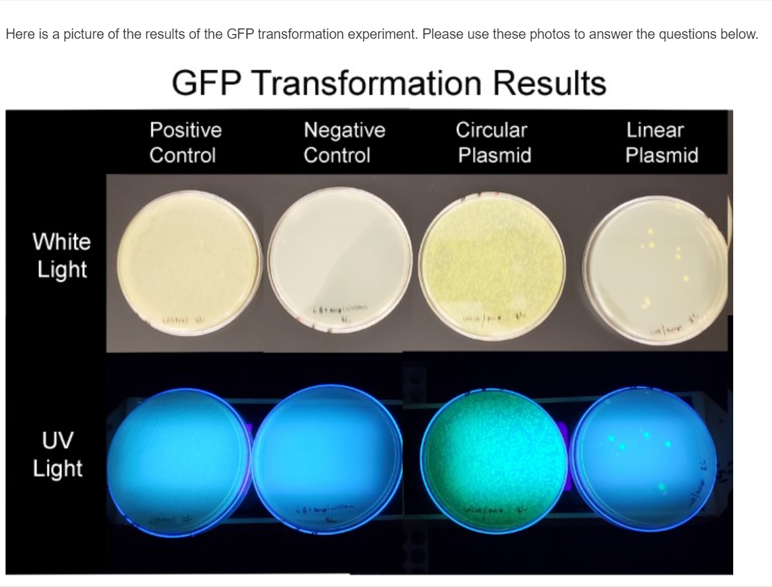 Solved Here is a picture of the results of the GFP | Chegg.com
