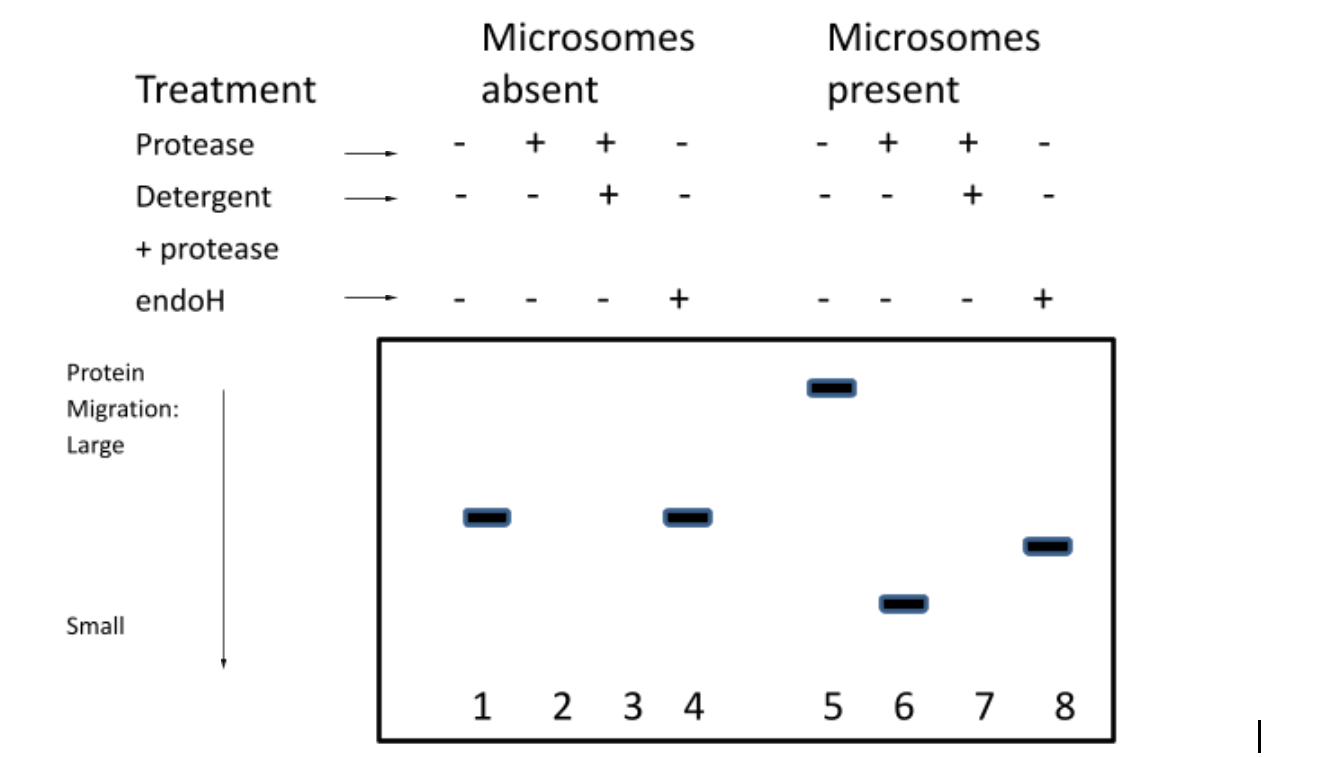 Solved 2. Entering the ER: Translocation of proteins across | Chegg.com