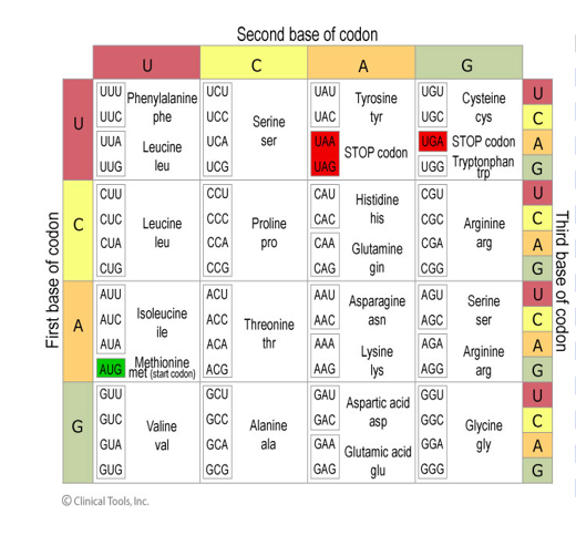 Solved Our Alphabet А B Amino Acid Name Alanine С D E F | Chegg.com