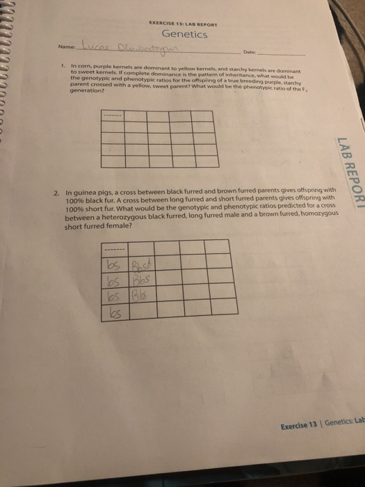 Solved EXERCISE 131 LAB REPORT Genetics Nomecas Dater 1. In | Chegg.com