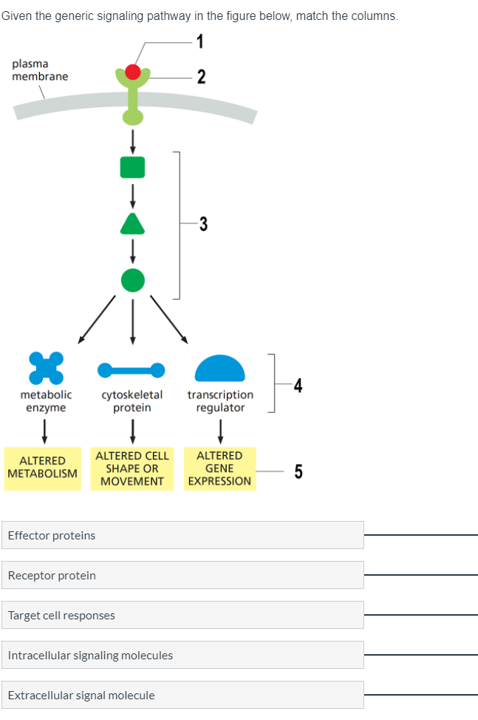 Solved Given the generic signaling pathway in the figure | Chegg.com