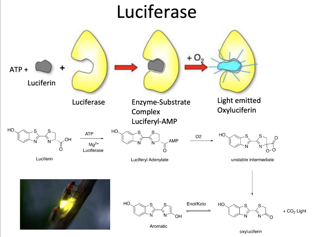 Solved 5. Draw the product of luciferin AFTER it reacted | Chegg.com