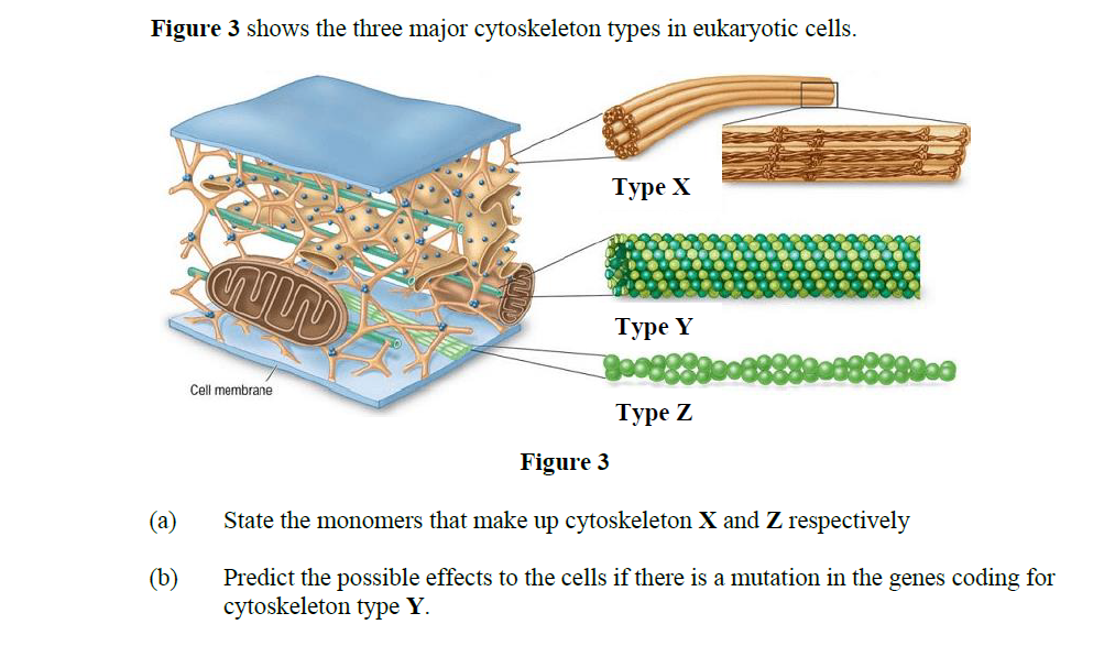 Solved (a) State the monomers that make up cytoskeleton X | Chegg.com