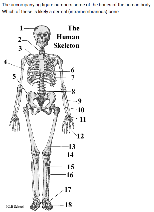 Solved The accompanying figure numbers some of the bones of | Chegg.com
