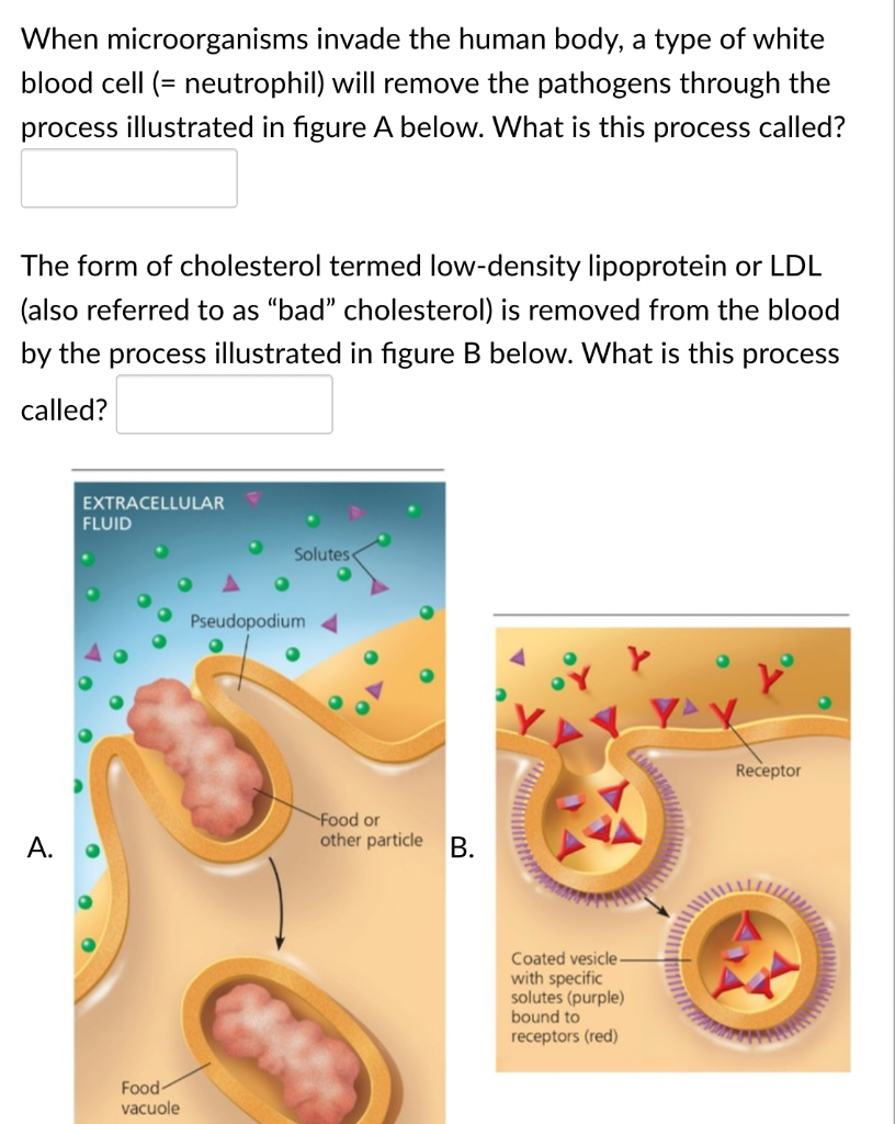 Solved When microorganisms invade the human body, a type of | Chegg.com