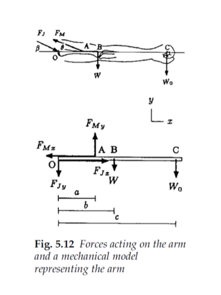 Solved Consider a person strengthening the shoulder muscles | Chegg.com