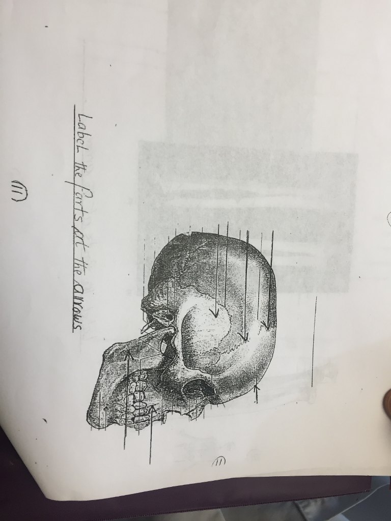 Solved Label the parts at the arrow Skull | Chegg.com