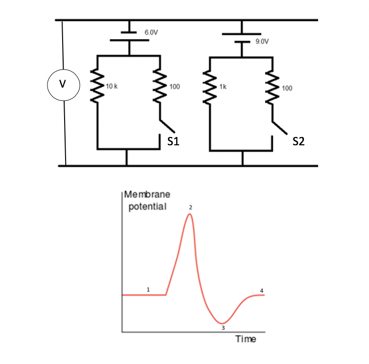Solved 9.0V 100 52 Membrane potential Time In the above | Chegg.com