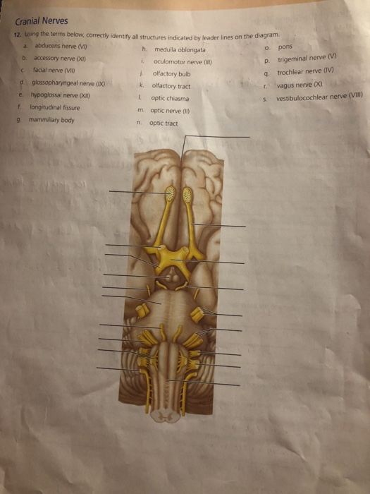 Solved Cranial Nerves 12. Uising the terms below, correctly | Chegg.com Solved Cranial Nerves 12. Uising the terms below, correctly | Chegg.com