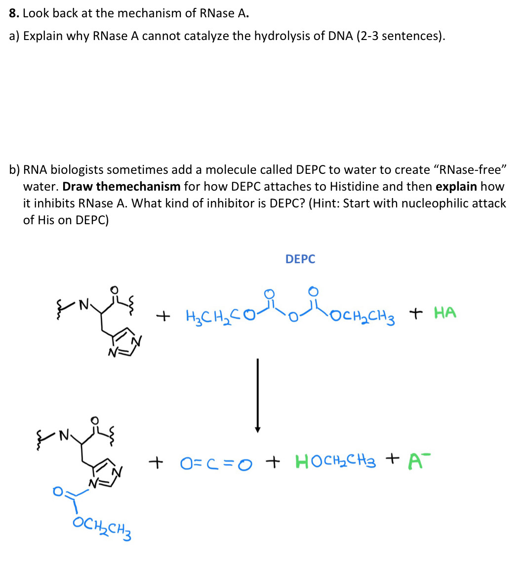 Solved Look back at the mechanism of RNase A.a) ﻿Explain why | Chegg.com