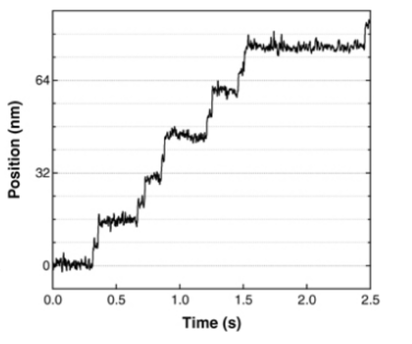 Solved The Velocity Vs Time Graph Of The Position Vs Time