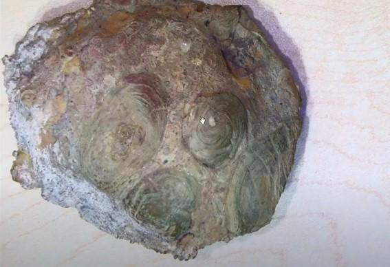 Solved Identify the fossil Common name: Geologic | Chegg.com