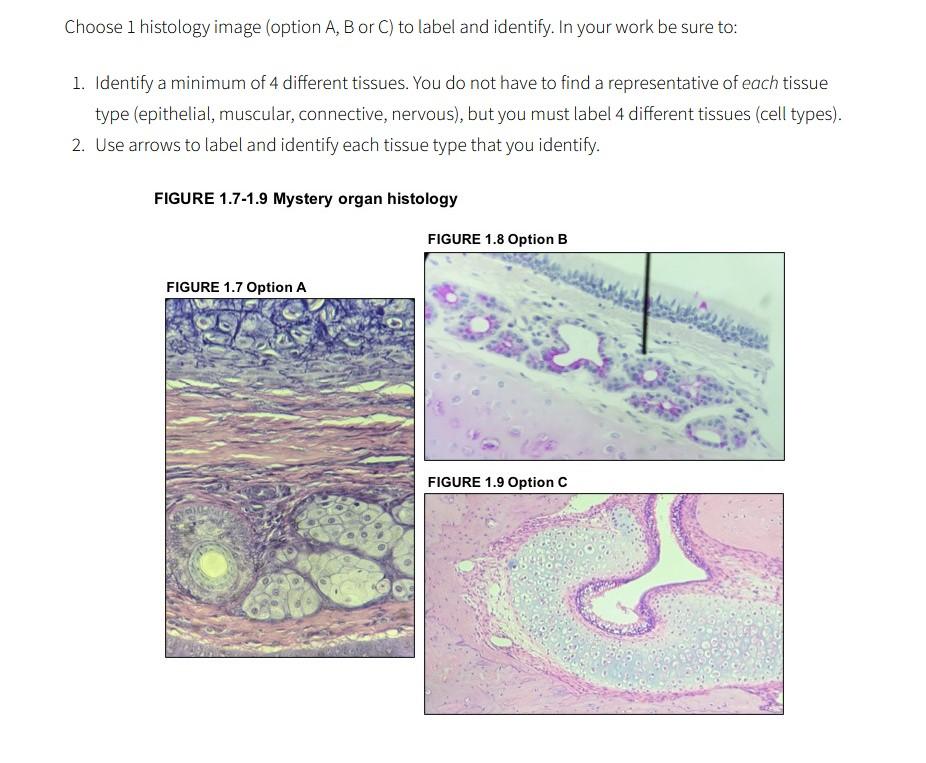 Practice drawing histology samples! Follow the | Chegg.com