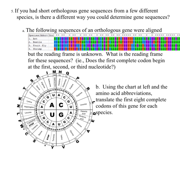 Solved If you had short orthologous gene sequences from a | Chegg.com